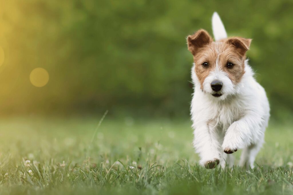 Anesthesia Consent Form | Monarch Veterinary Clinic